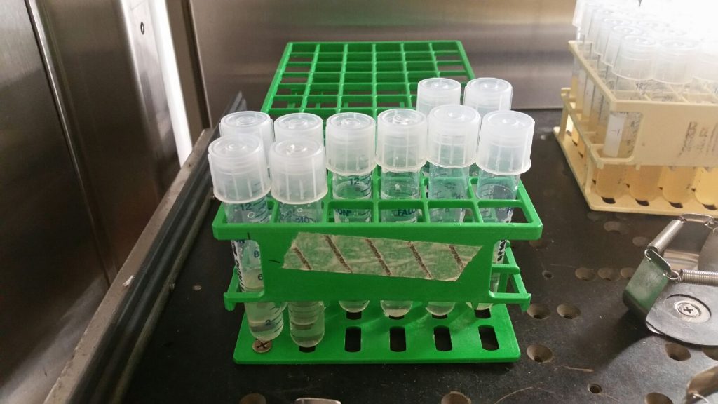 Identifying the Genetic Source of a Mutation in Halobacterium salinarum ...