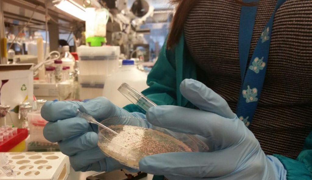 Identifying the Genetic Source of a Mutation in Halobacterium salinarum ...