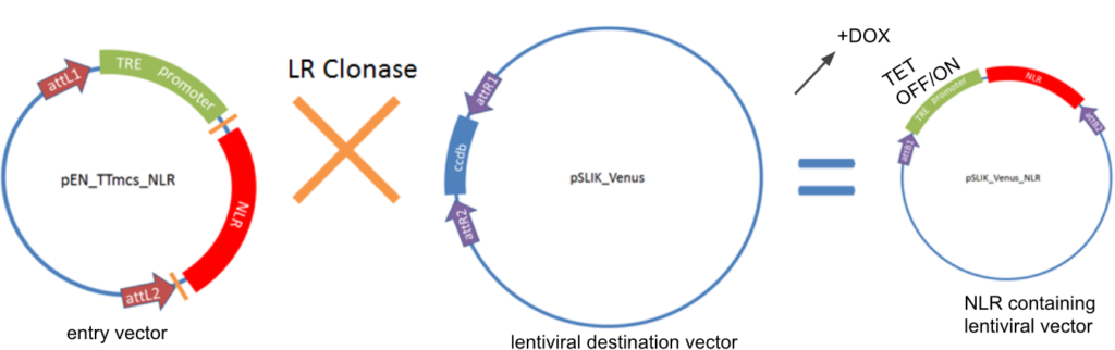 Engineering an NLR Expression System – ISB Interns 2018