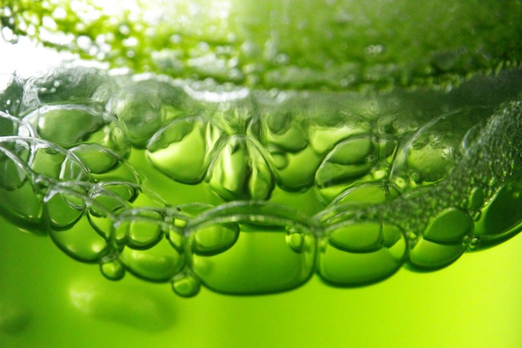 Green Algae Biofuels - Baliga Lab